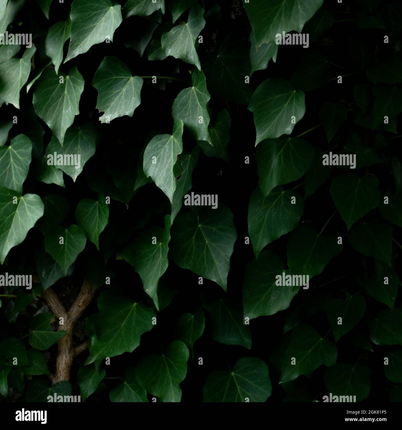 Close up of ivy leaves background Stock Photo - Alamy