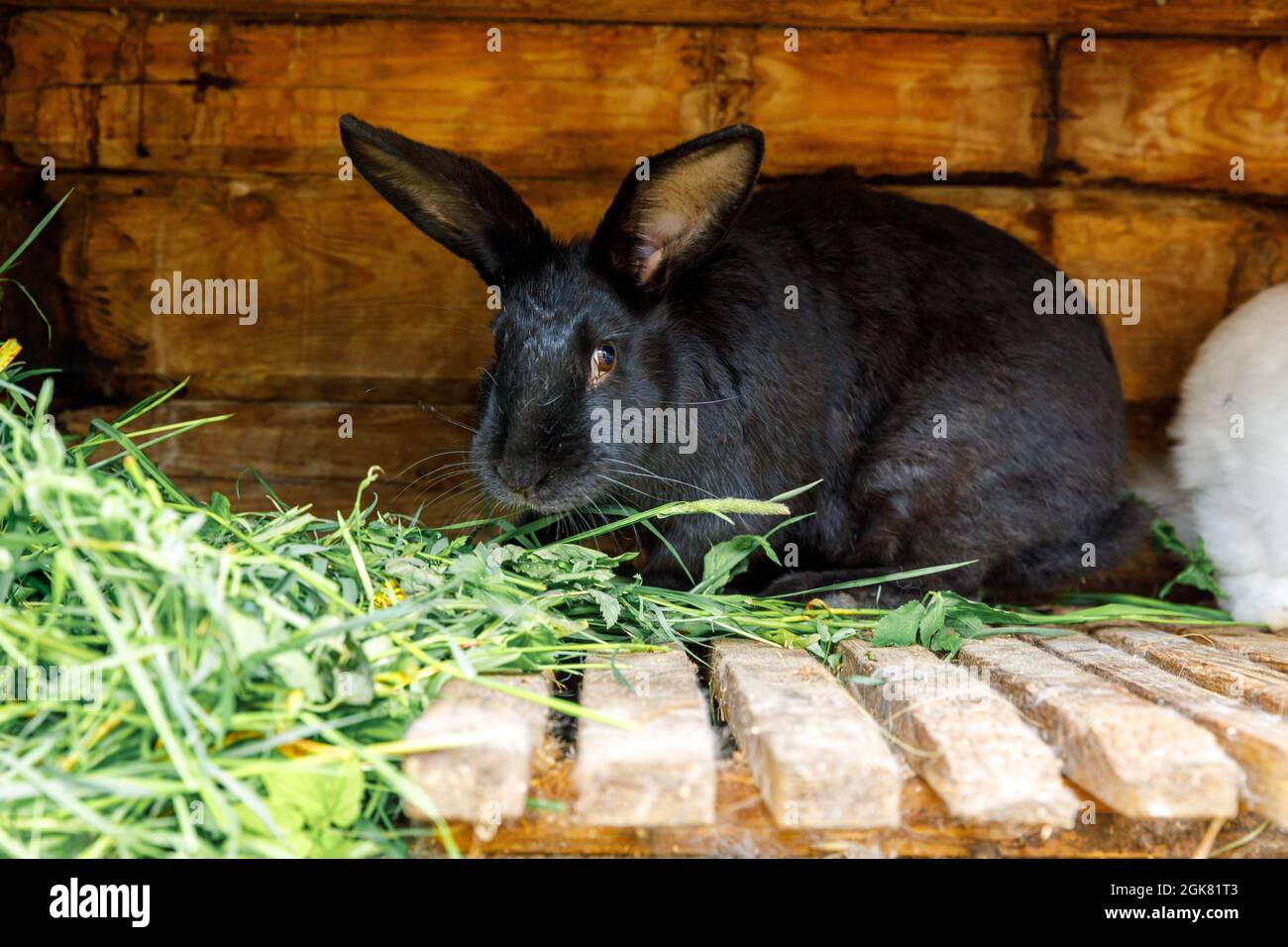 Small feeding black rabbit chewing grass in rabbit-hutch on animal farm ...