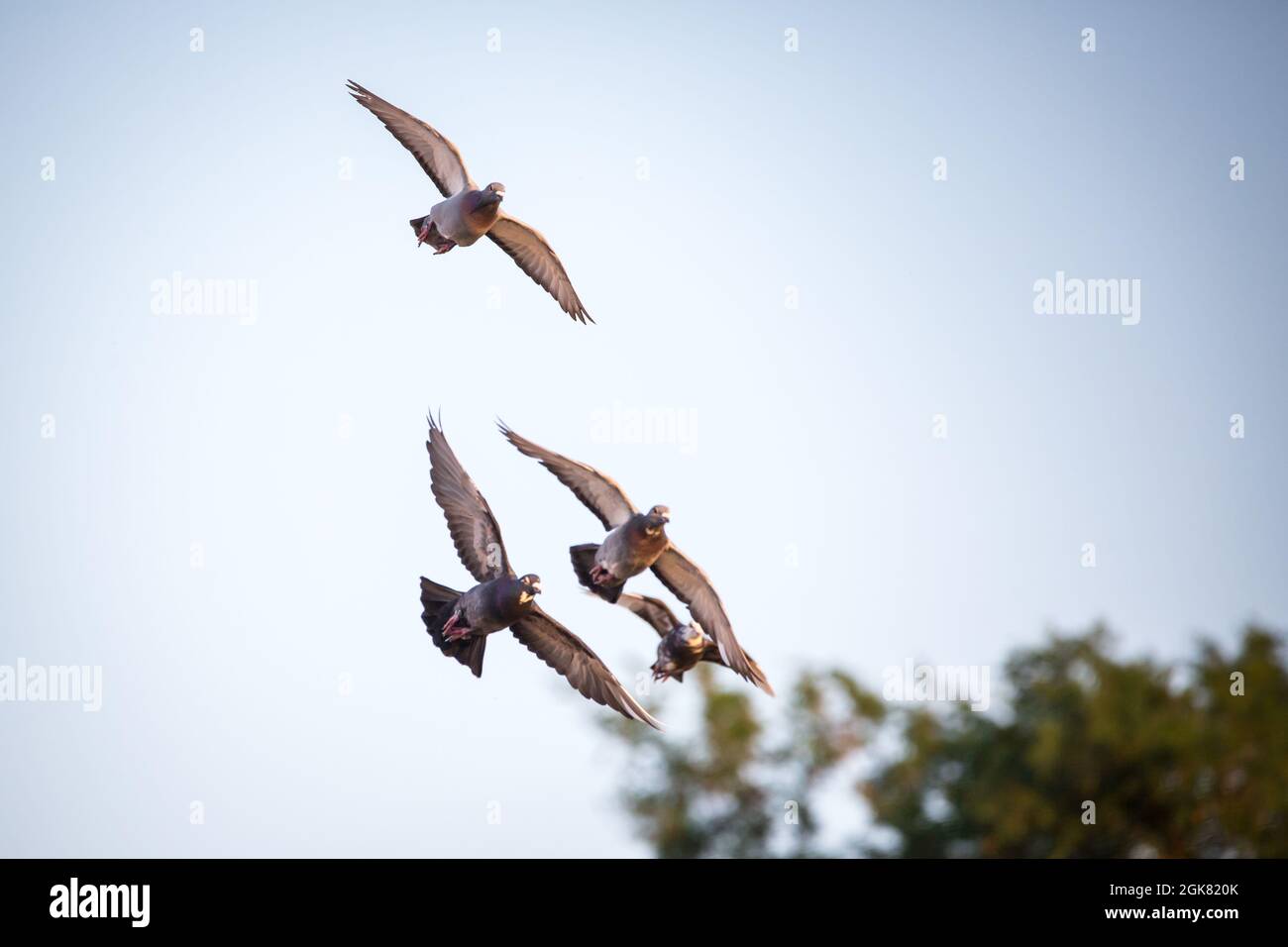 Racing pigeons flying Stock Photo - Alamy
