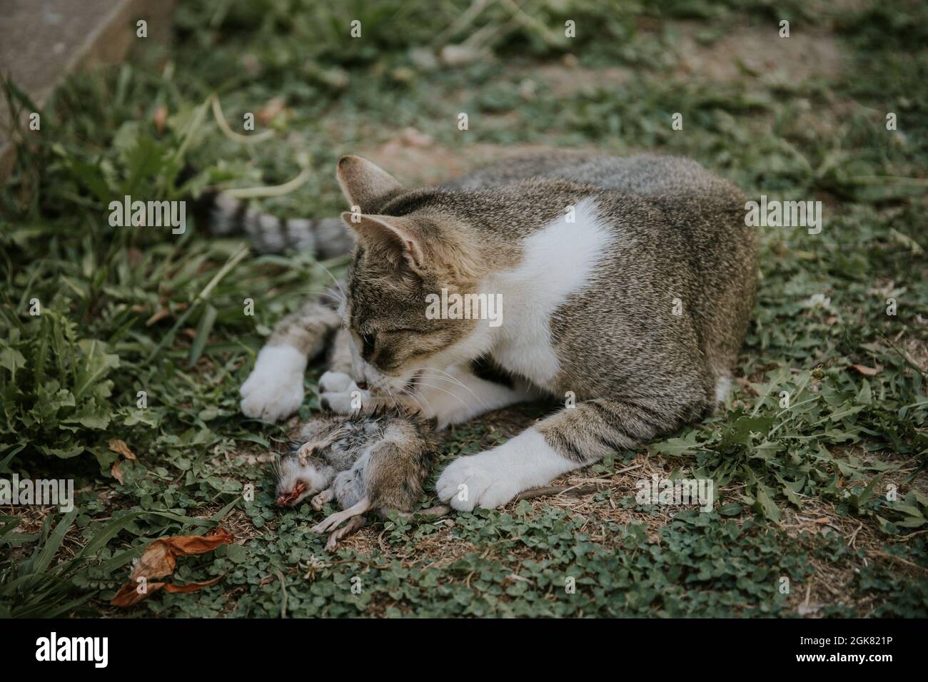 Cat eating rat hi-res stock photography and images - Alamy