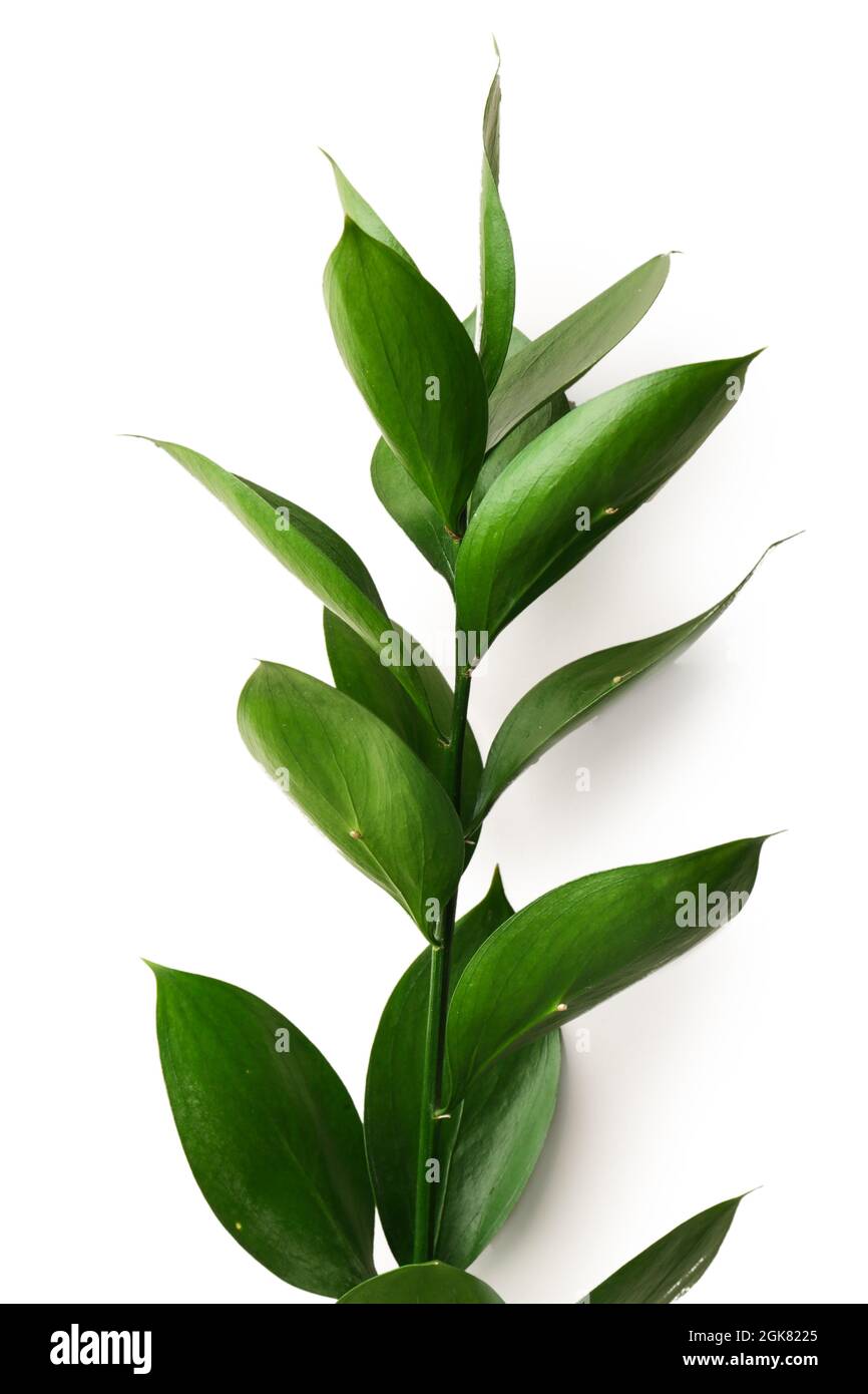 Israeli ruscus hi-res stock photography and images - Alamy