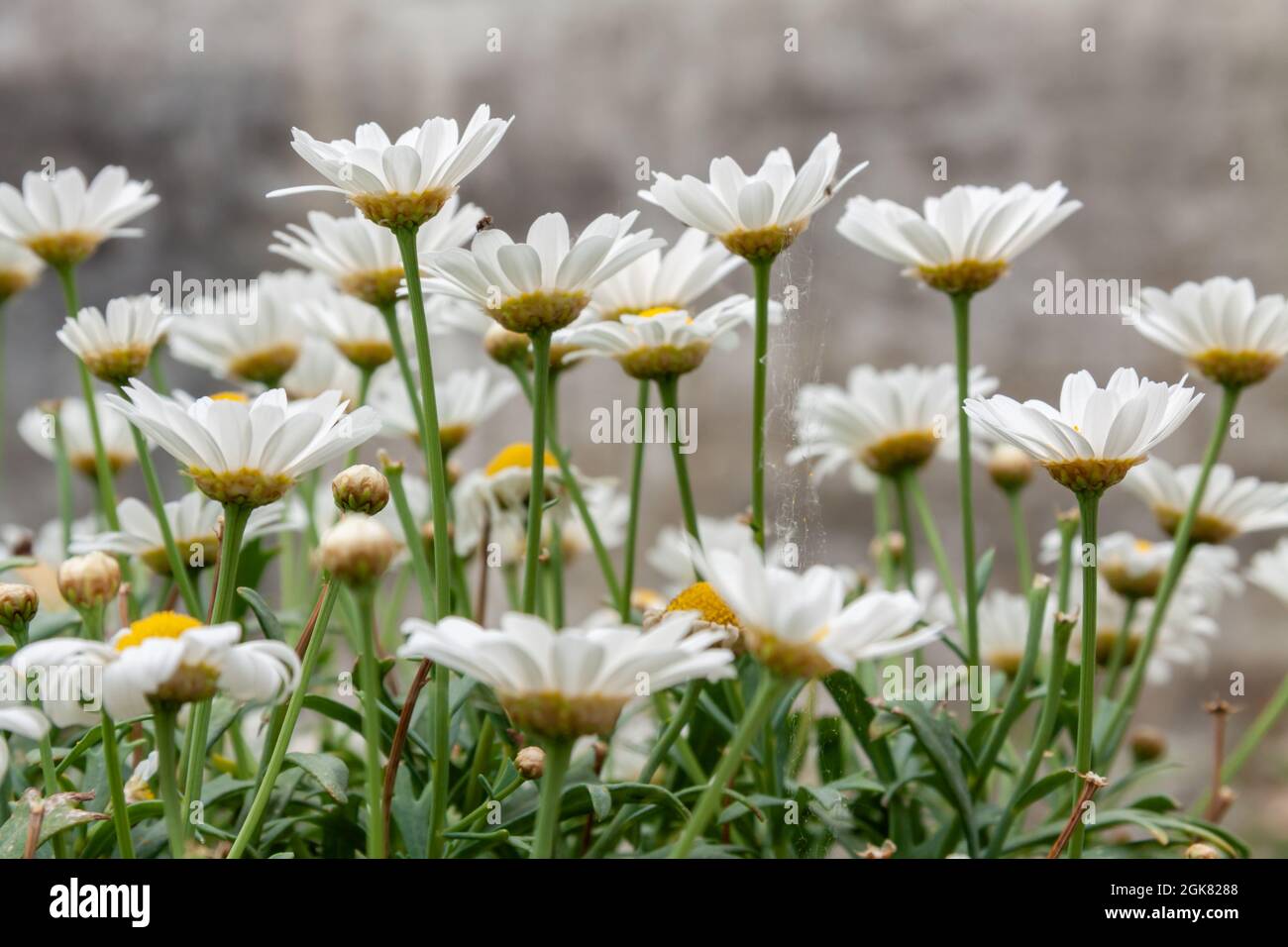 Closeup of beautiful daisy flowers in a garden Stock Photo - Alamy