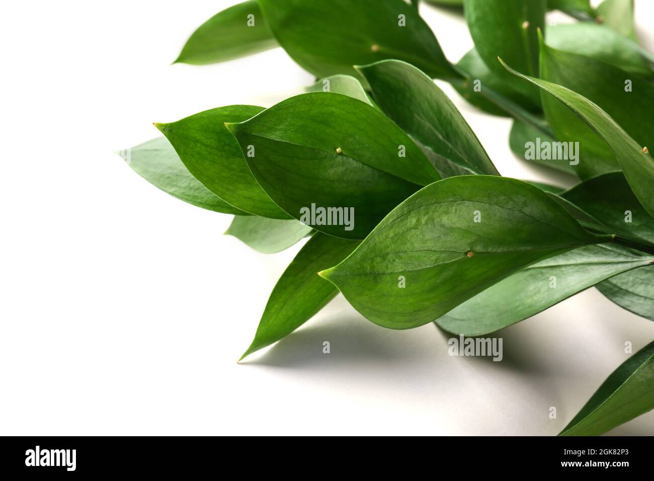 Israeli ruscus hi-res stock photography and images - Alamy