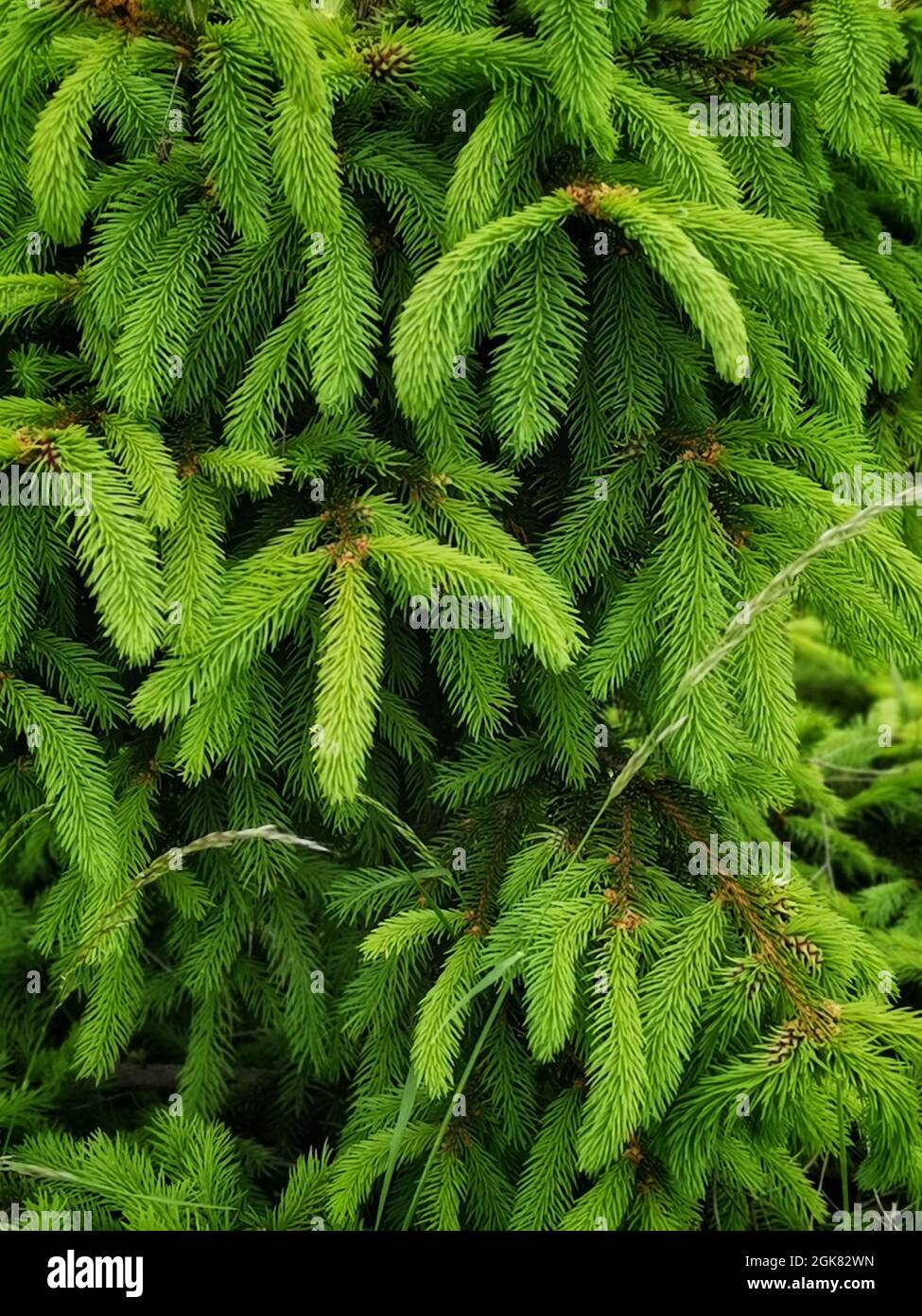 Vertical shot of a Common spruce tree with beautiful bright green color ...