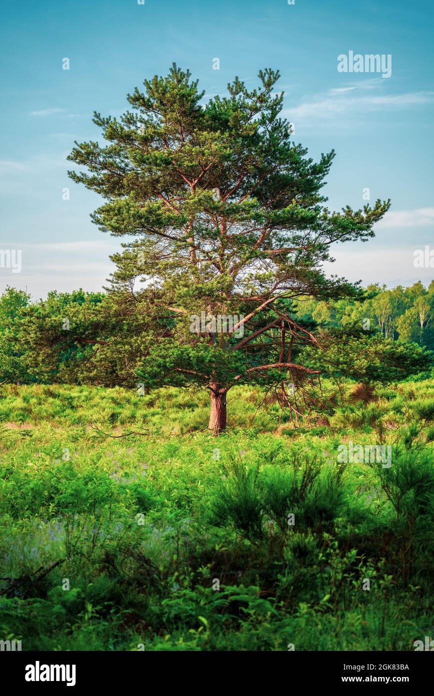 Conifer evergreen tree hi-res stock photography and images - Alamy