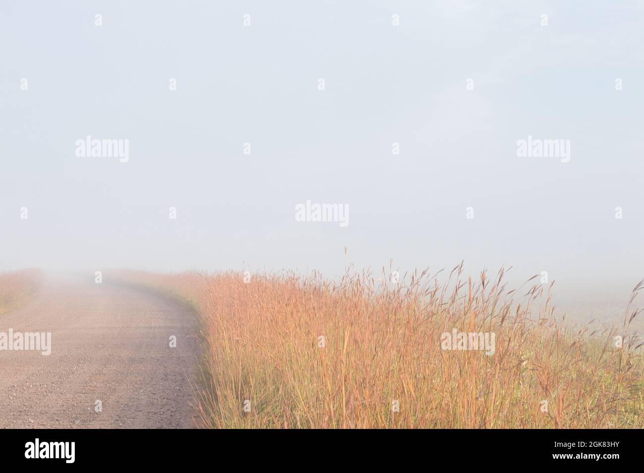 Gravel road in the fog with colorful prairie grasses Stock Photo - Alamy