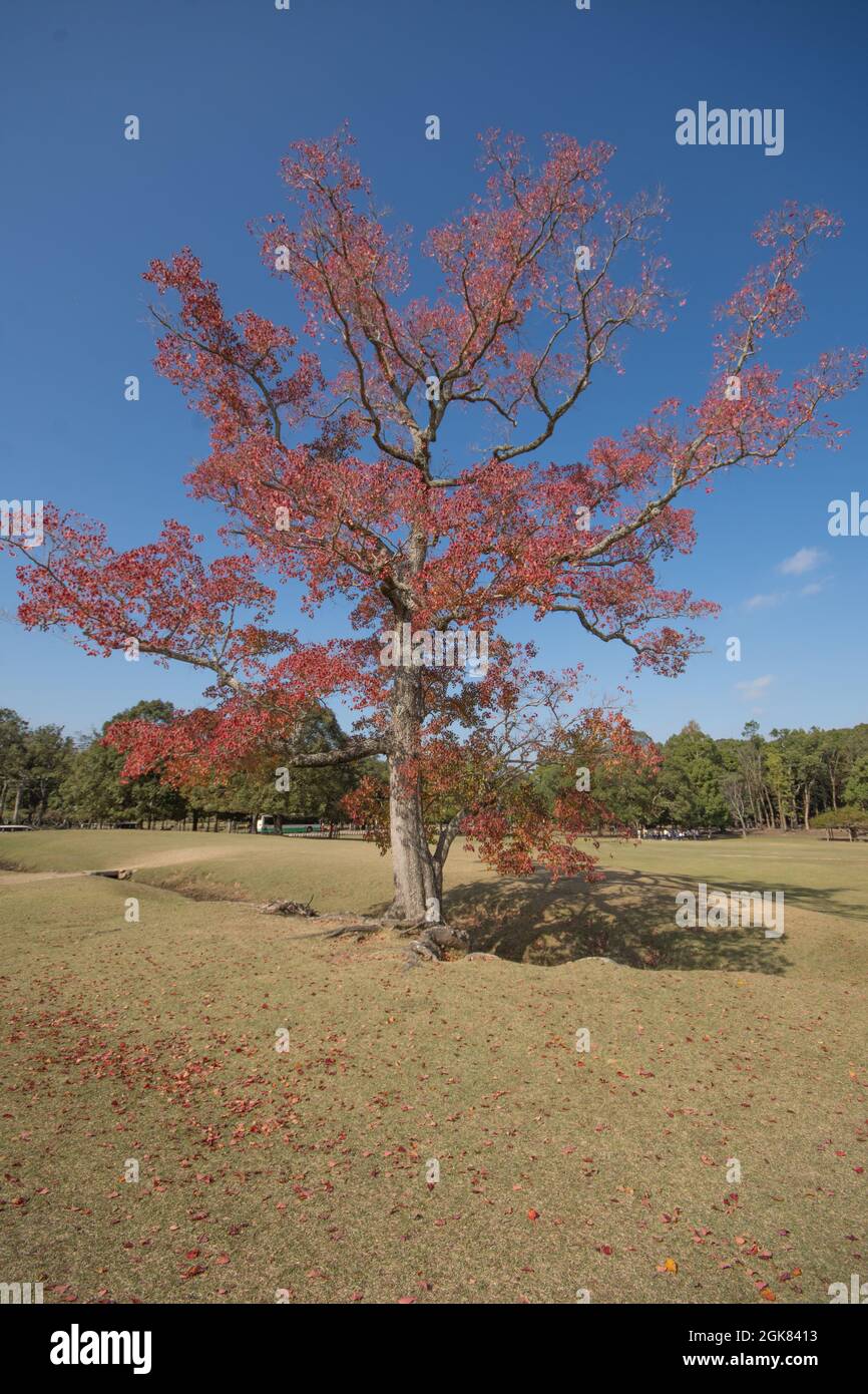 Red maple ( Acer rubrum) tree in Nara Deer Park, Kyoto Prefecture ...