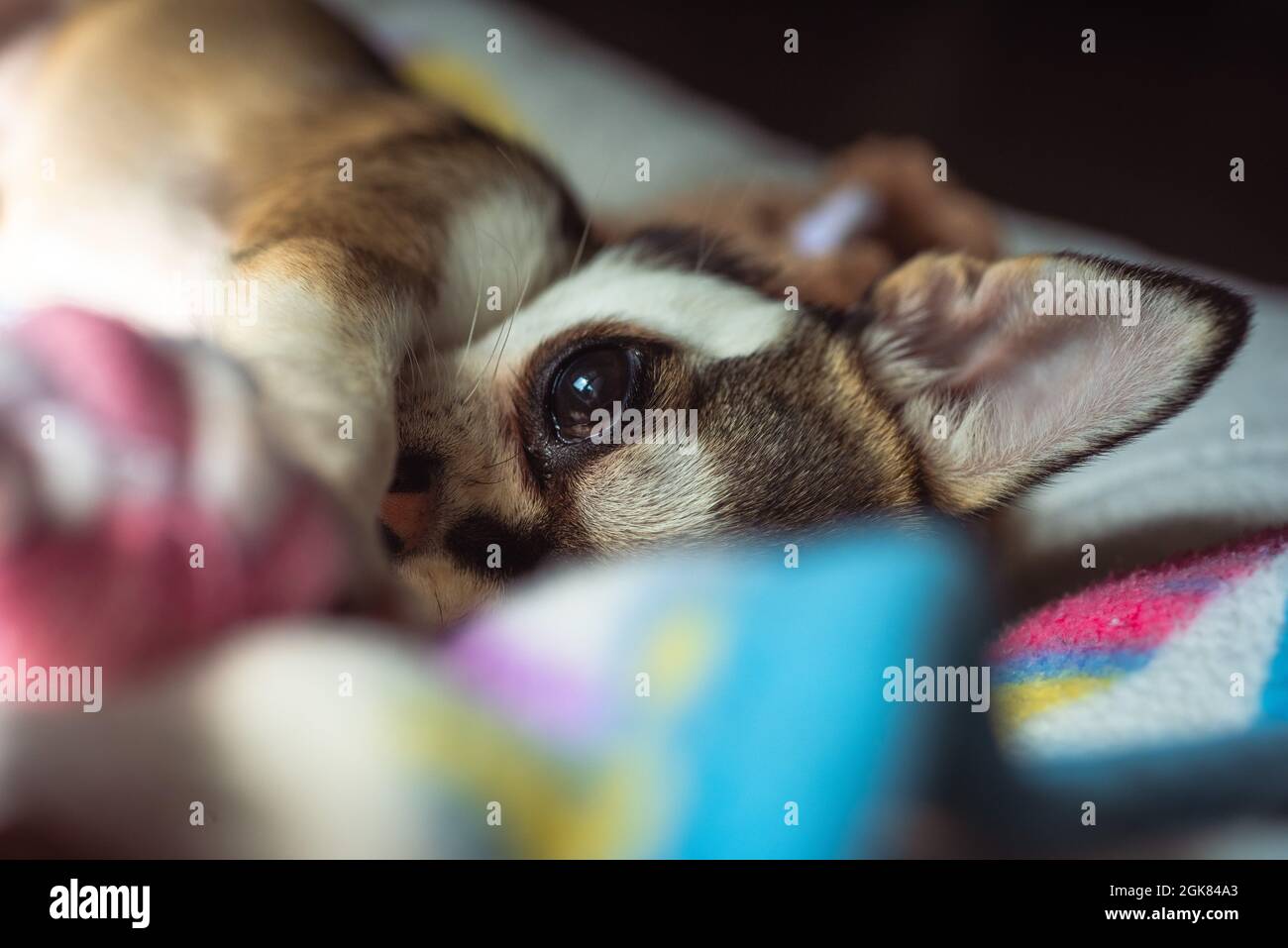 Chiwawa Chihuahua dog puppy Stock Photo - Alamy