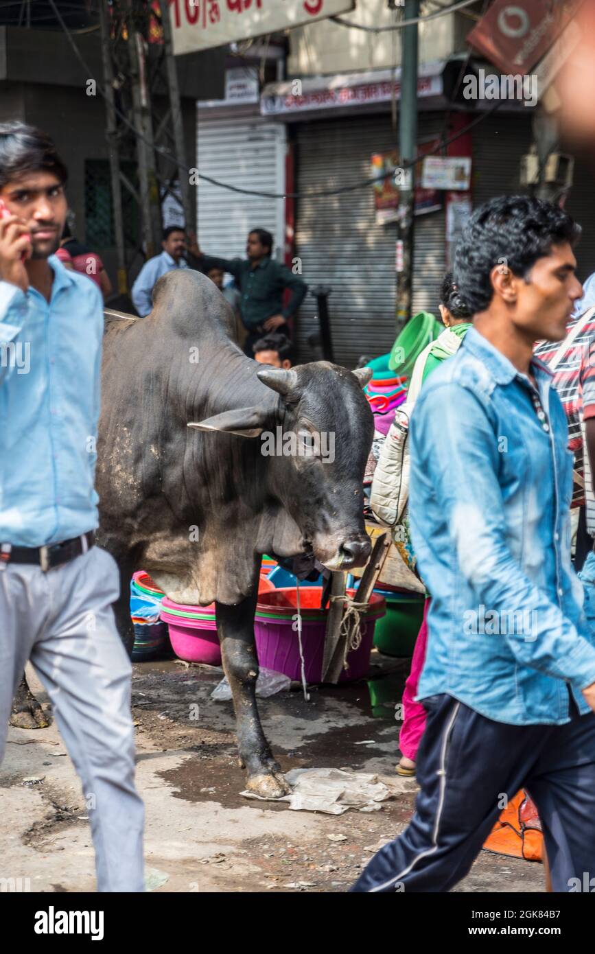 Cow in the Chandni Chowk market, Delhi, India Stock Photo - Alamy