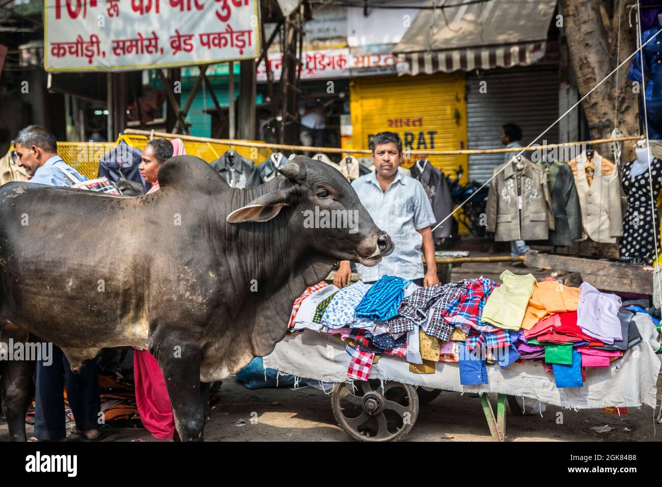 Cow in the Chandni Chowk market, Delhi, India Stock Photo - Alamy