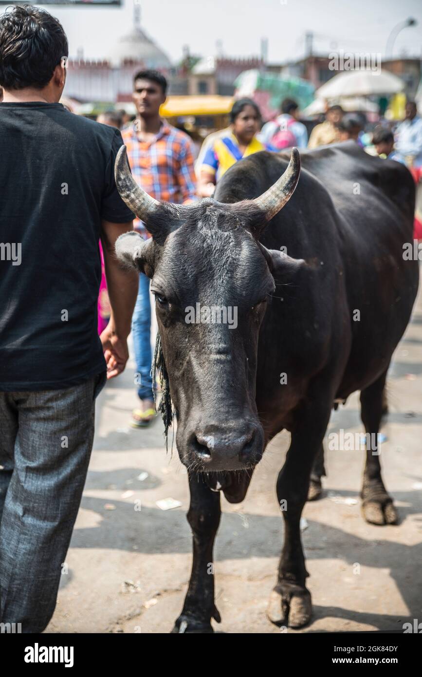 Cow in street old delhi india hi-res stock photography and images - Alamy