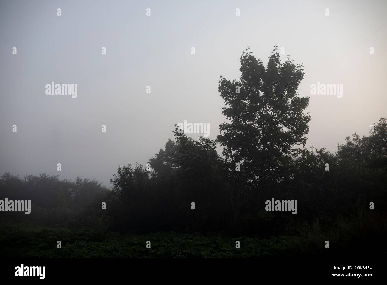 Fog in the forest. High humidity in the morning forest. Rainy morning ...