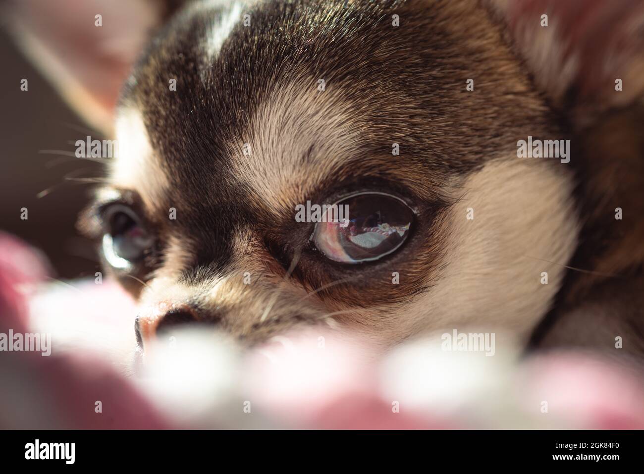 Chiwawa Chihuahua dog puppy Stock Photo - Alamy