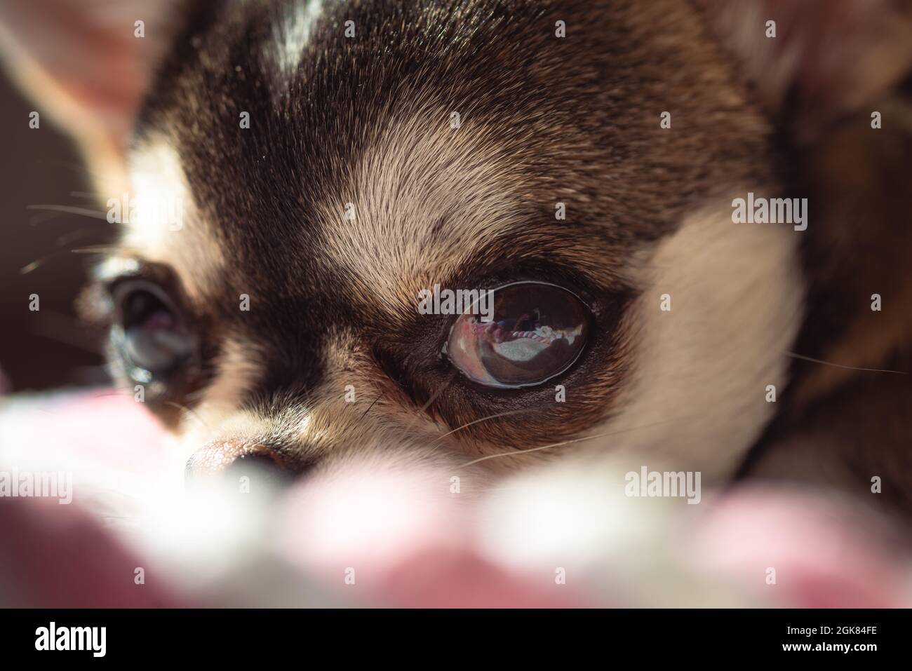 Chiwawa Chihuahua dog puppy Stock Photo - Alamy