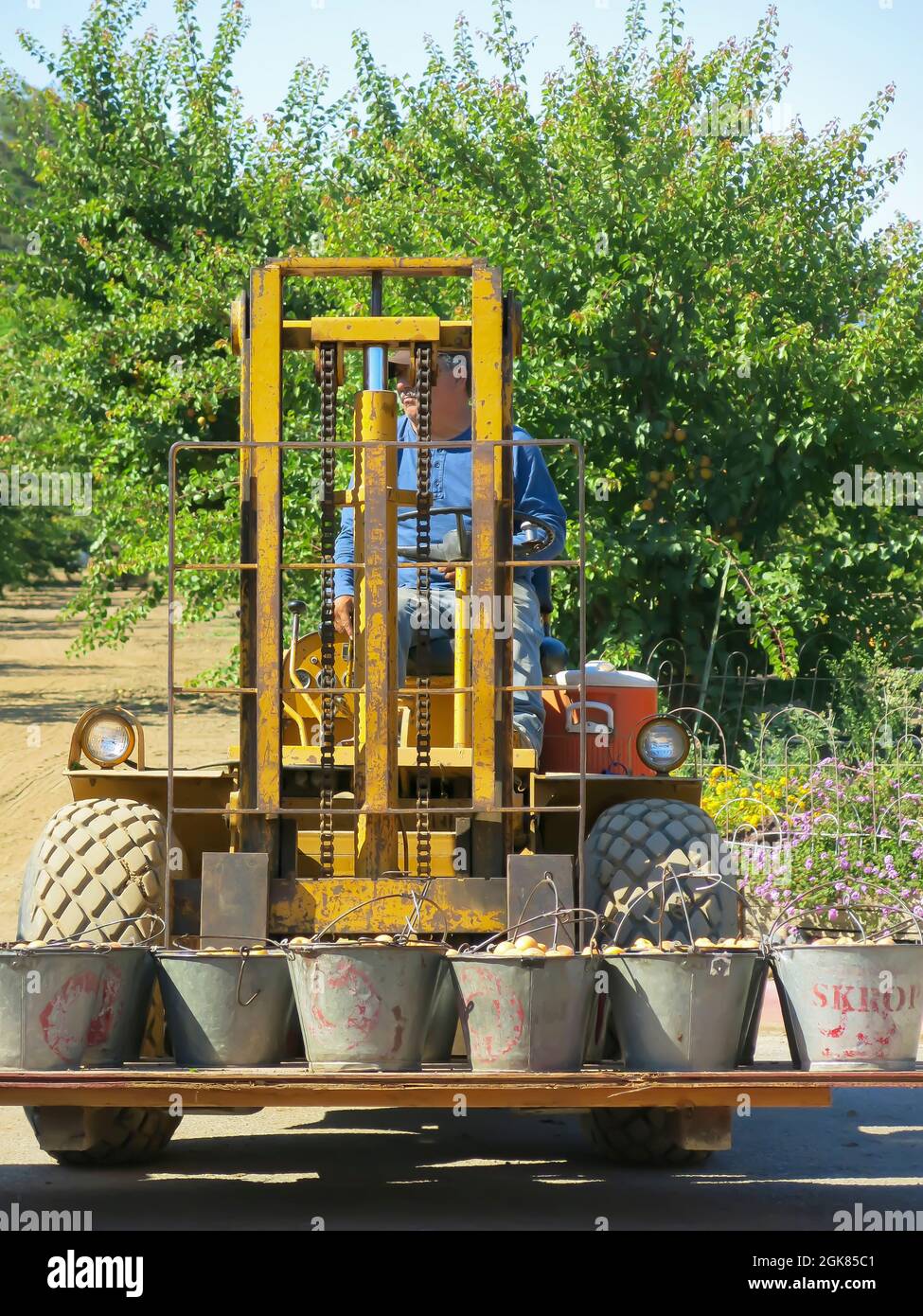 Field Worker Transporting Pails of Apricots Stock Photo - Alamy