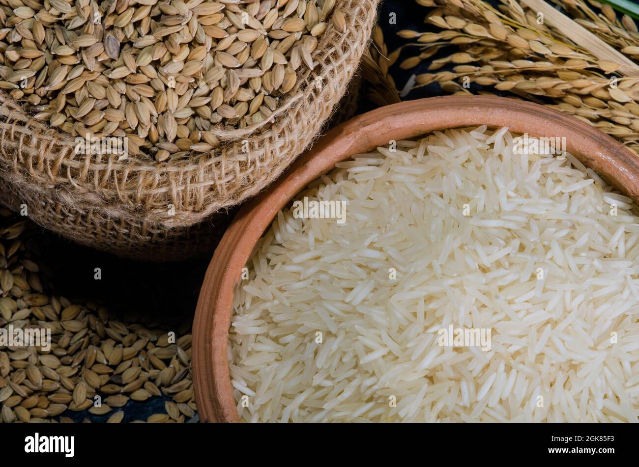 Growing rice seeds hi-res stock photography and images - Alamy