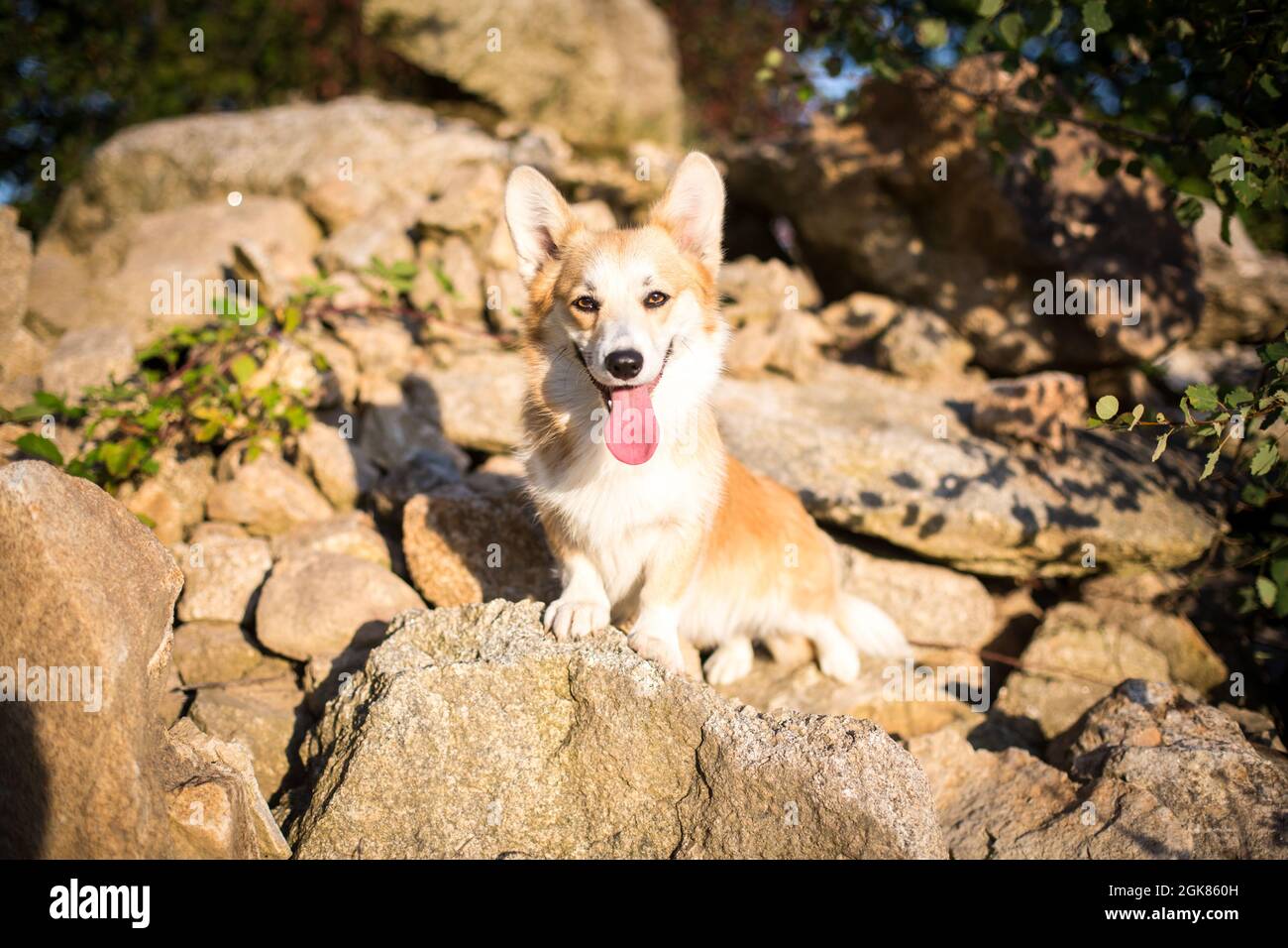 Welsh Corgi Pembroke on a stone heap Stock Photo - Alamy
