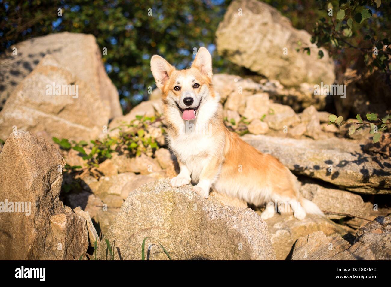 Welsh corgi pembroke stones hi-res stock photography and images - Alamy