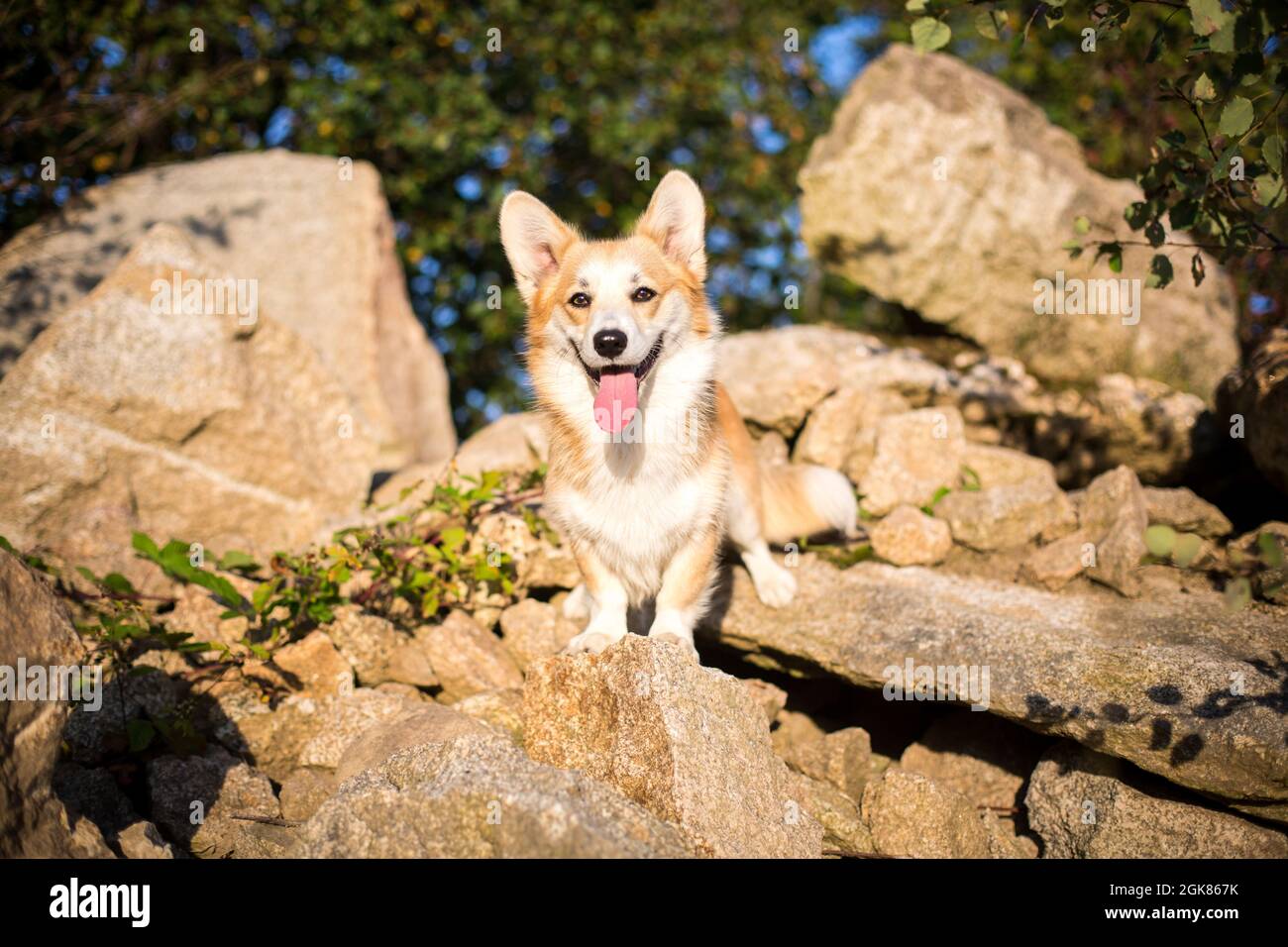Welsh corgi pembroke stones hi-res stock photography and images - Alamy