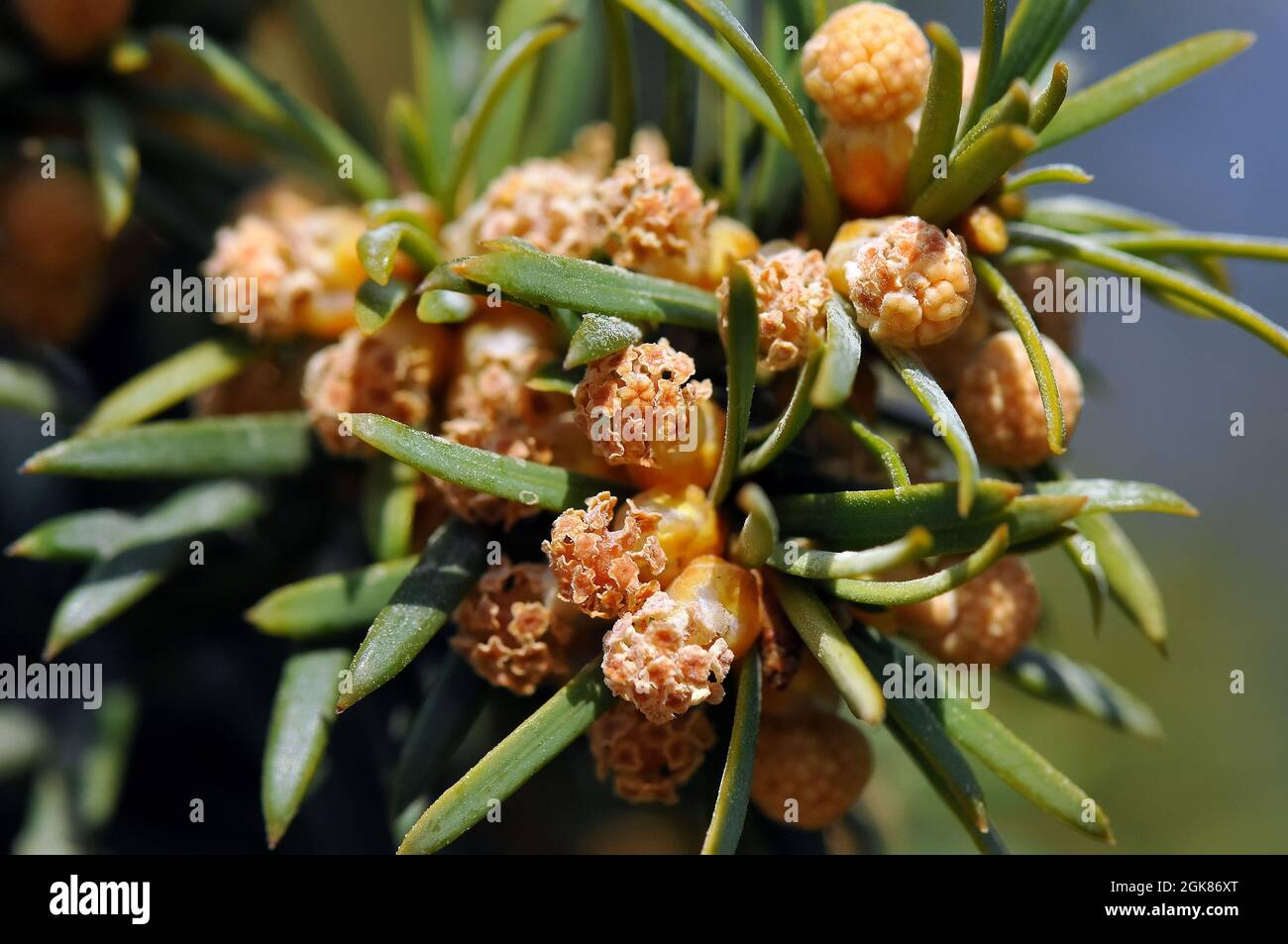 yew, European yew, Europäische Eibe, Gemeine Eibe, Taxus baccata ...