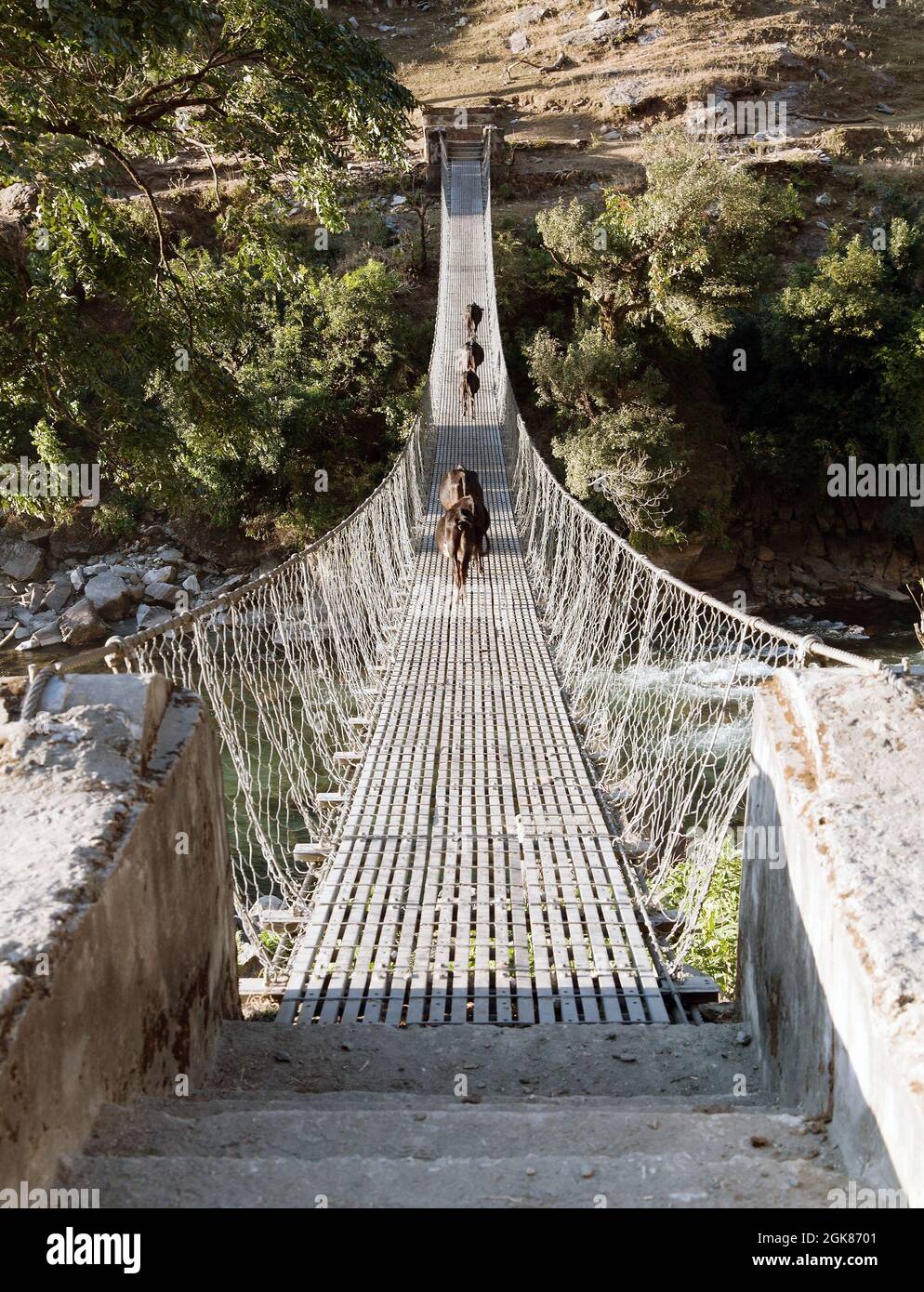 rope hanging suspension bridge with cows - Nepal Stock Photo - Alamy