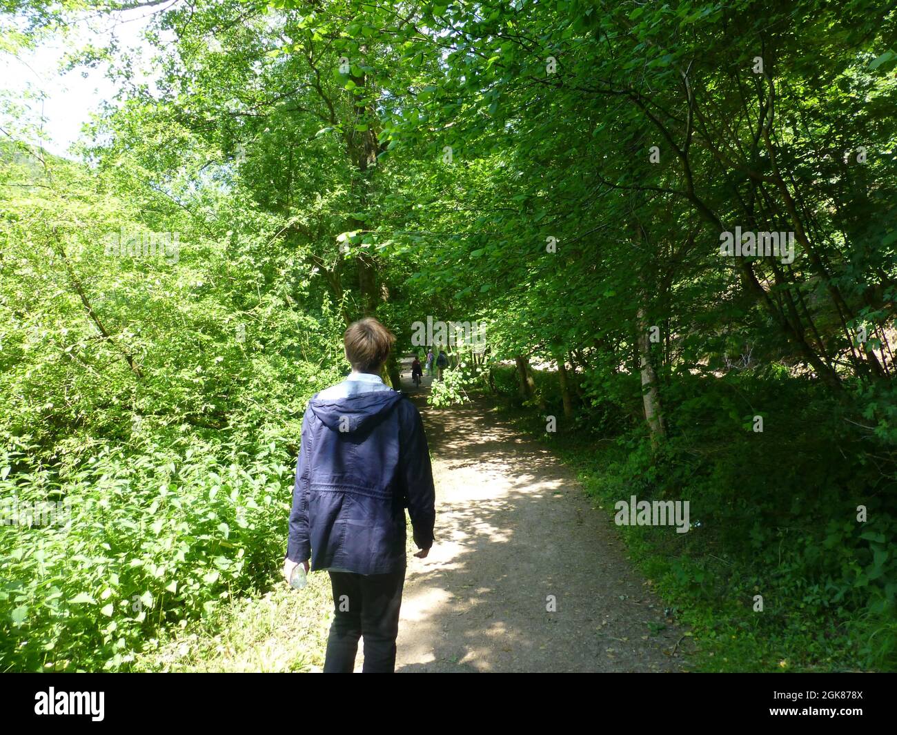 Forest of Dean Gloucestershire UK Stock Photo - Alamy