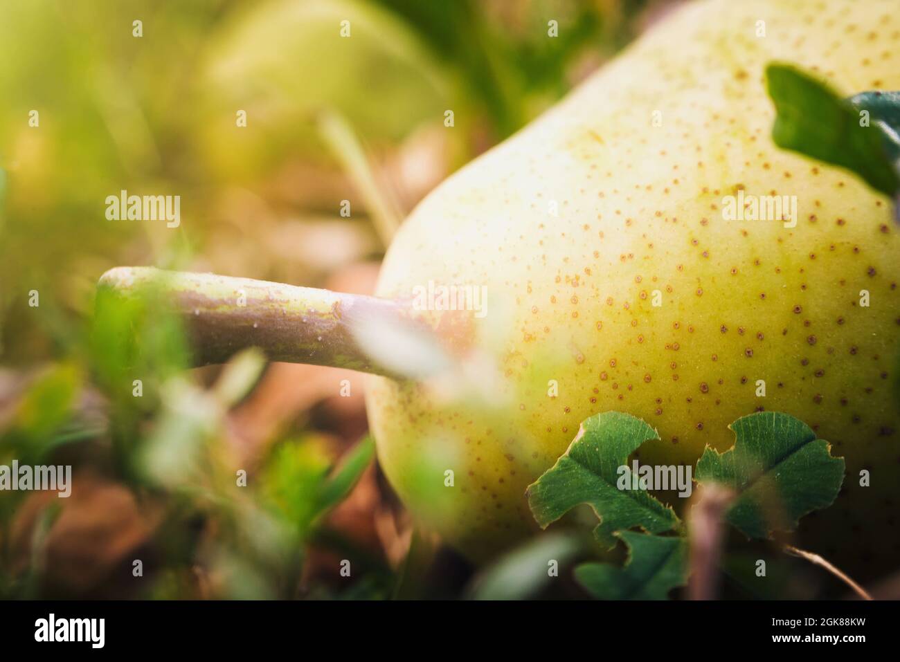 Fruits fallen on ground hi-res stock photography and images - Alamy