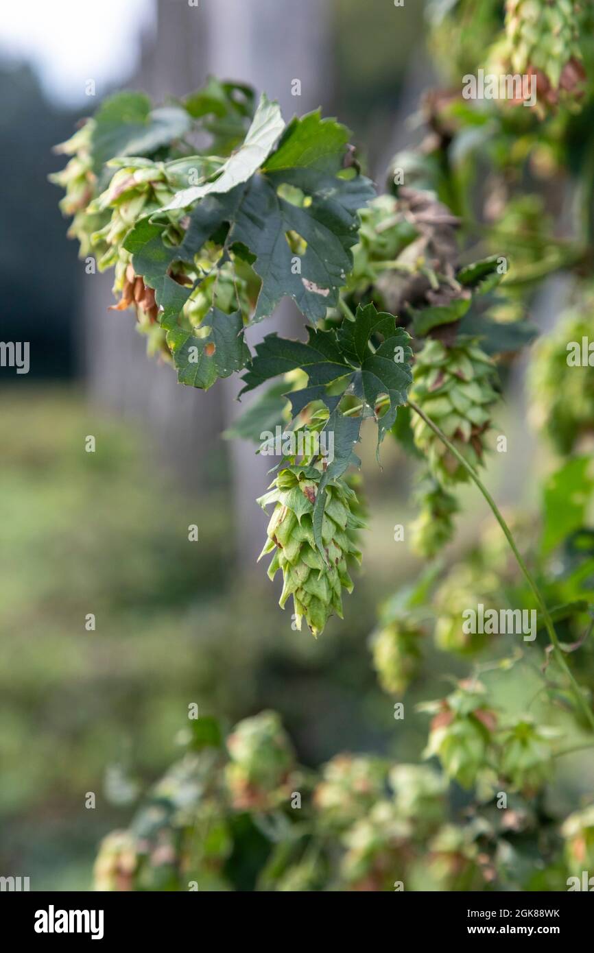 Plainwell, Michigan - The Twisted Hops Farm. A few hops flowers are ...