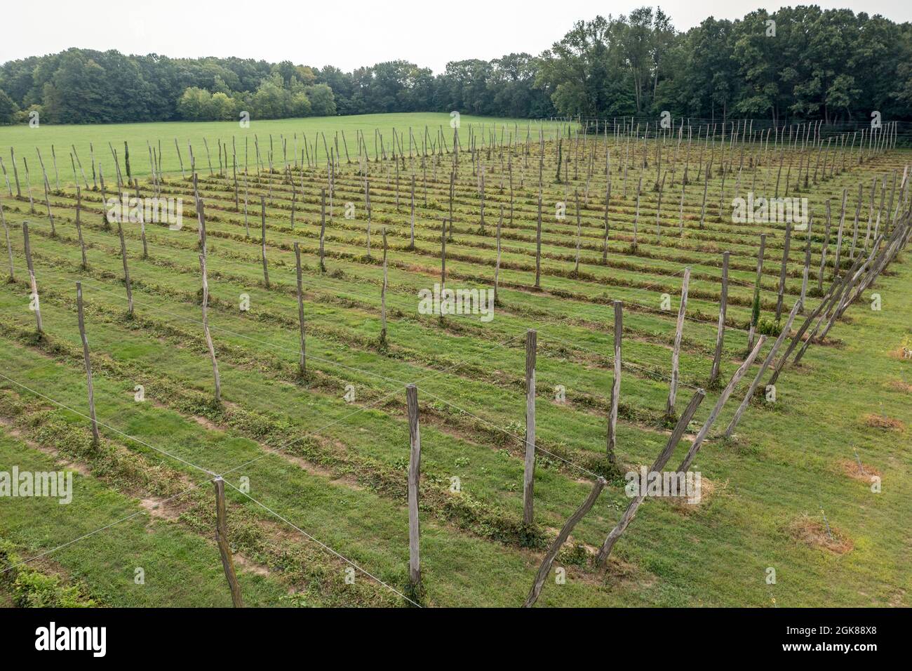 Plainwell, Michigan - The Twisted Hops Farm, after the harvest is ...
