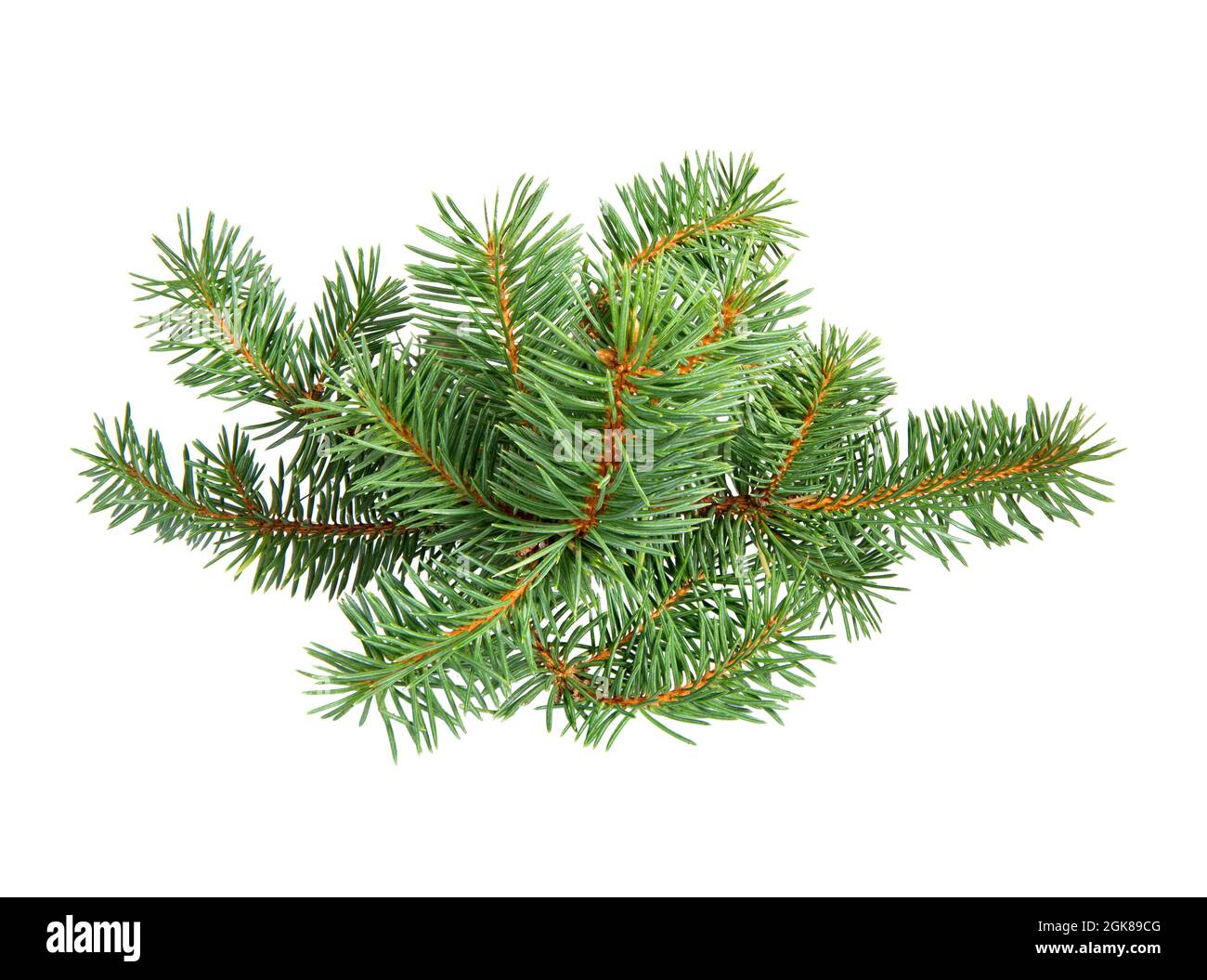 Fir tree branch isolated on white background. Pine branch. Christmas ...