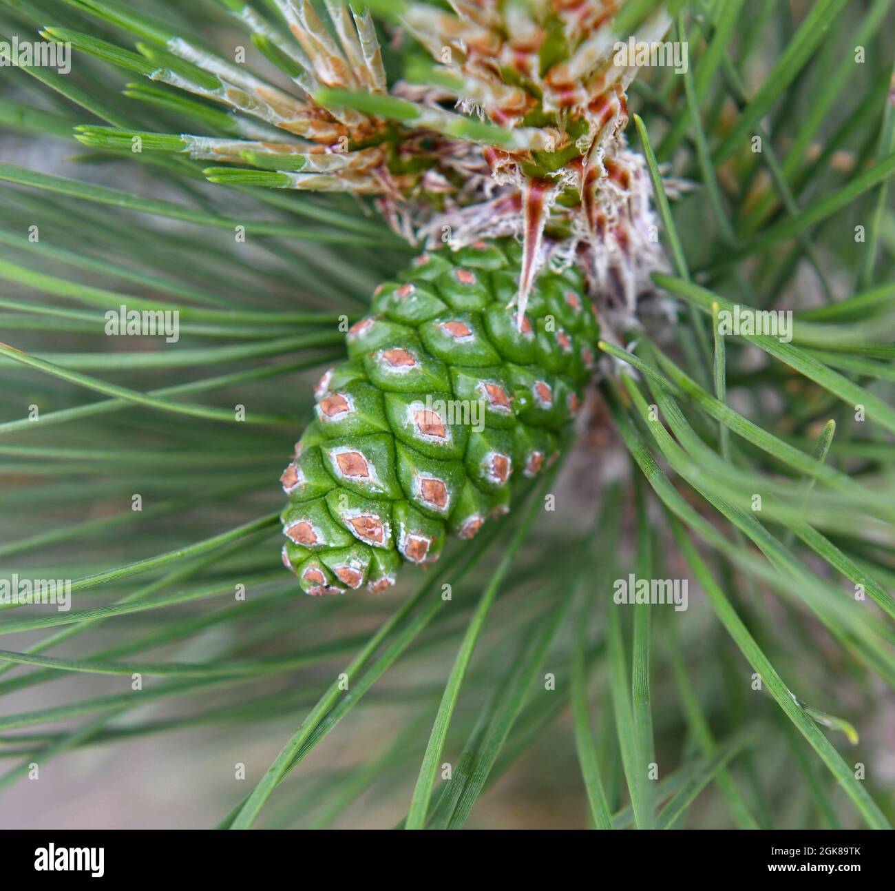 Green pine cone hi-res stock photography and images - Alamy