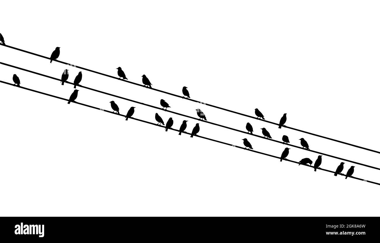 Birds on wires. Vector illustration Stock Vector Image & Art - Alamy