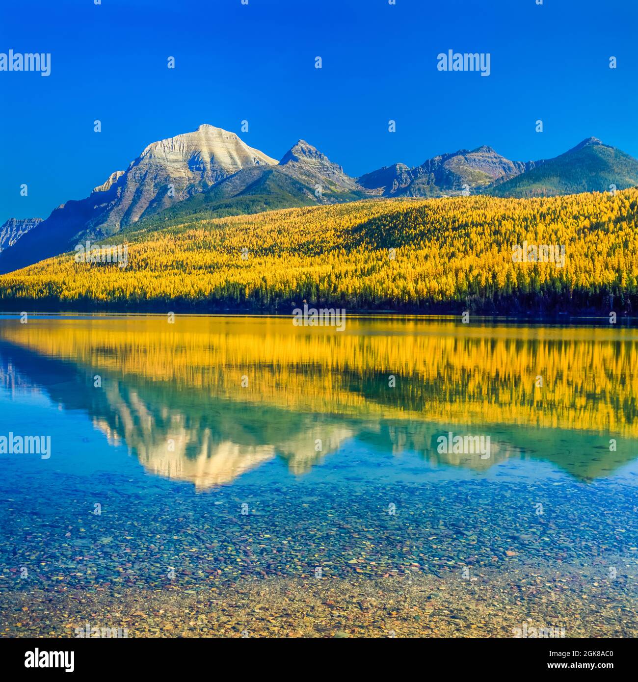 larch in fall color and peaks above bowman lake in glacier national ...