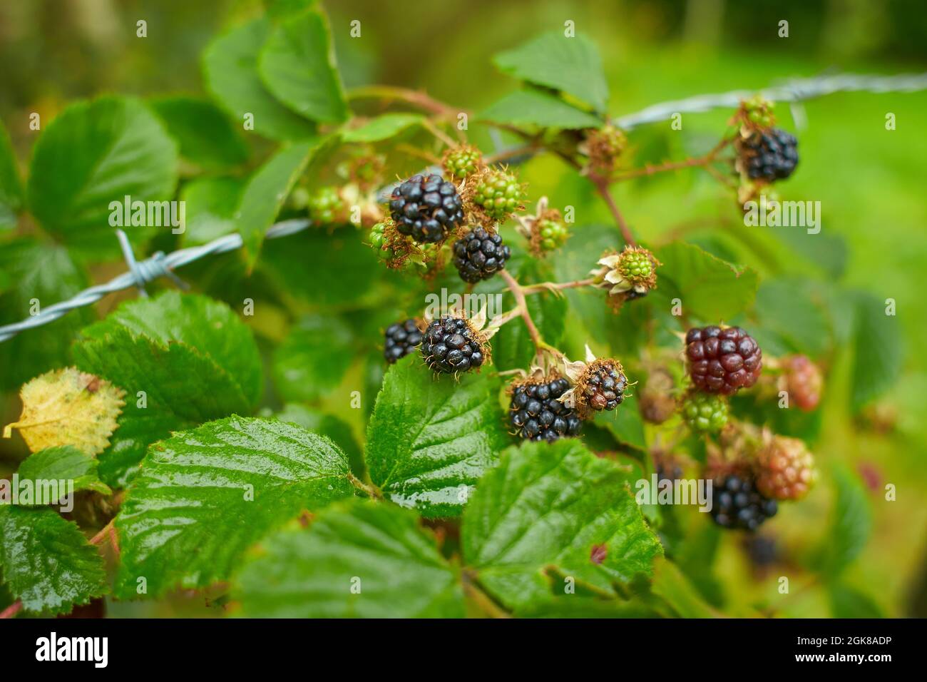 Cumberland black raspberry berry hi-res stock photography and images ...