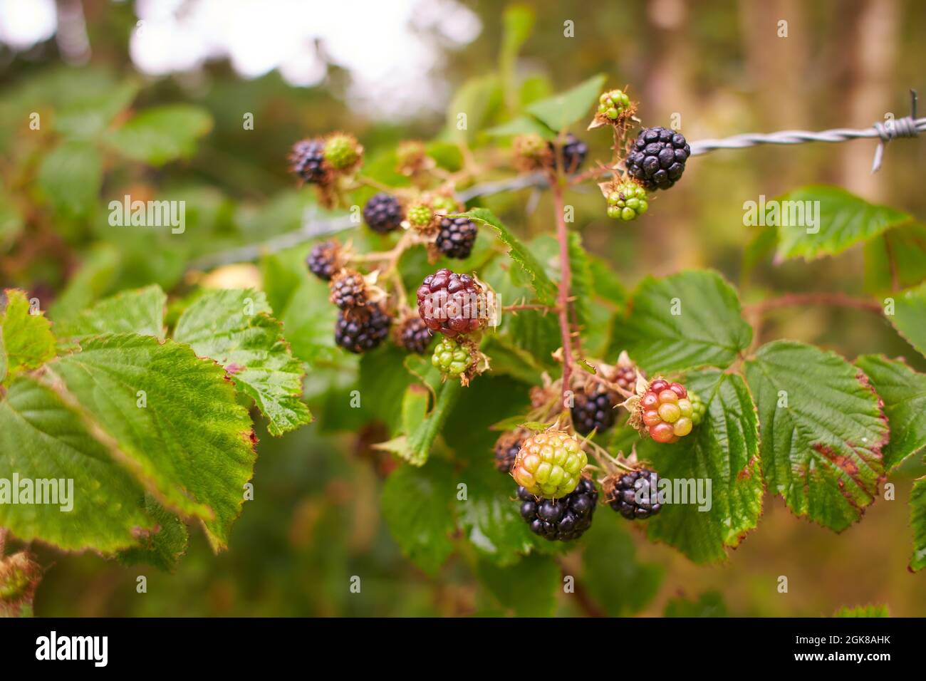 Cumberland black raspberry hi-res stock photography and images - Alamy