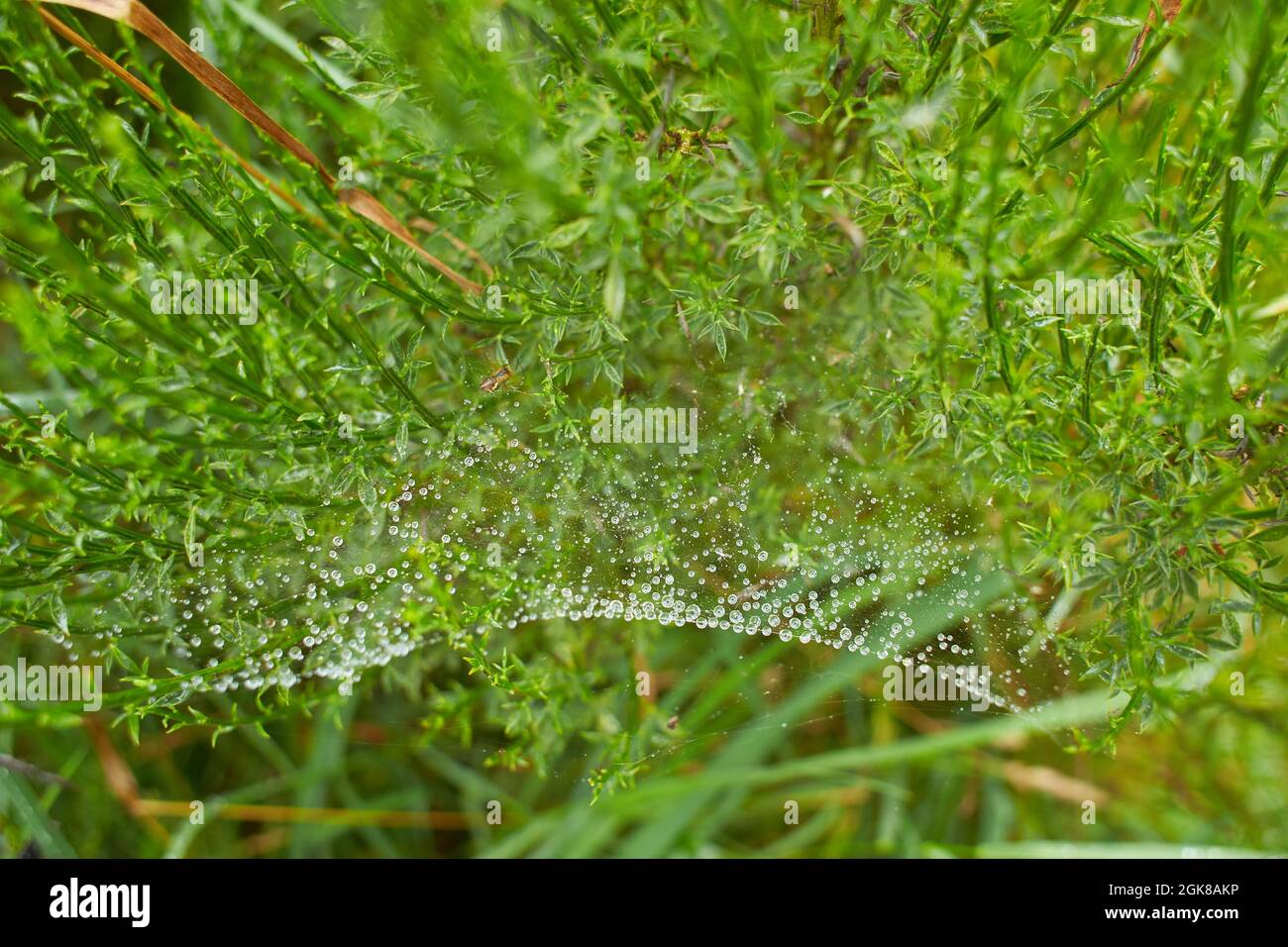 Summer spider web hi-res stock photography and images - Alamy