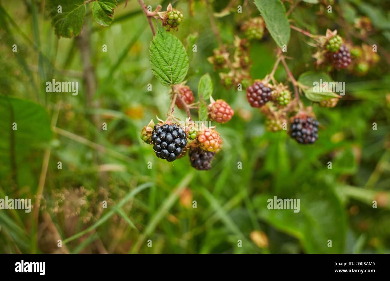 Cumberland black raspberry berry hi-res stock photography and images ...