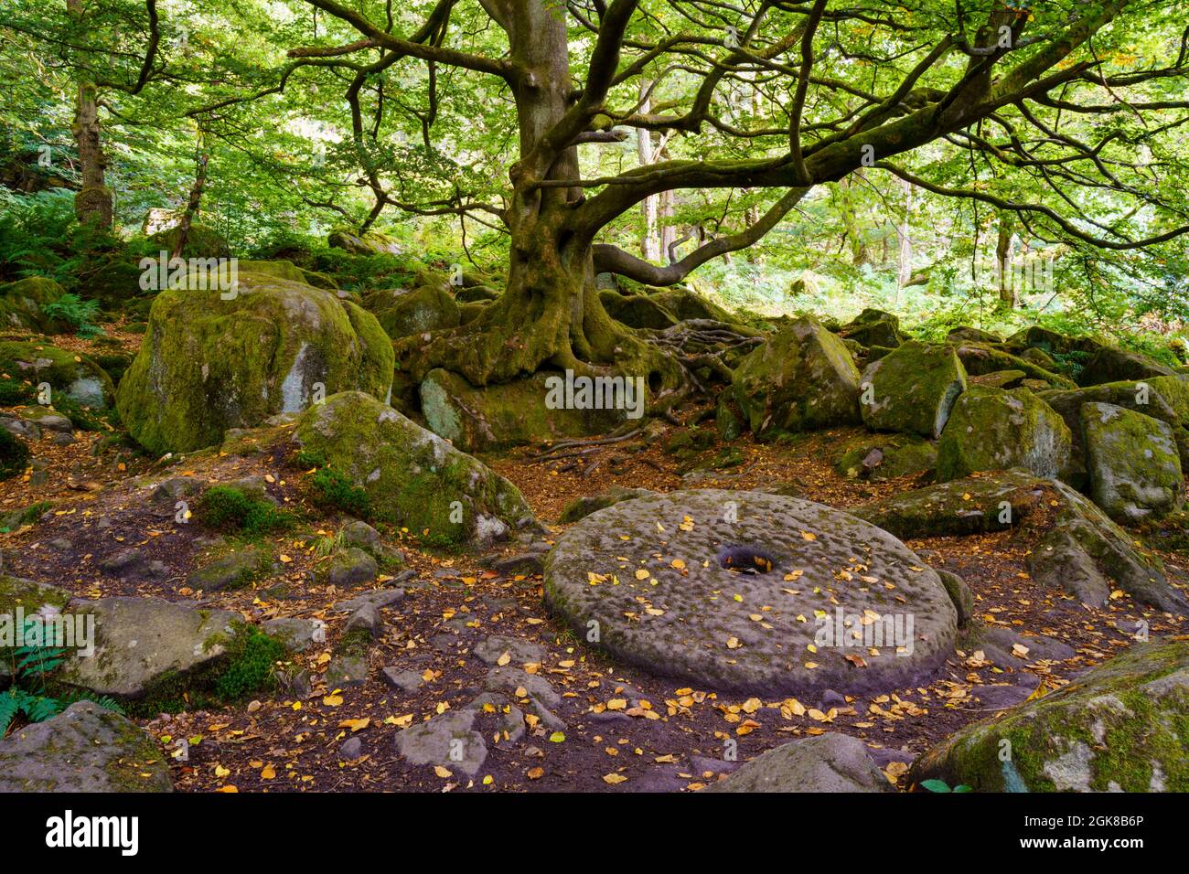Padley gorge woods with old mill stone lying on the ground in the fore ...