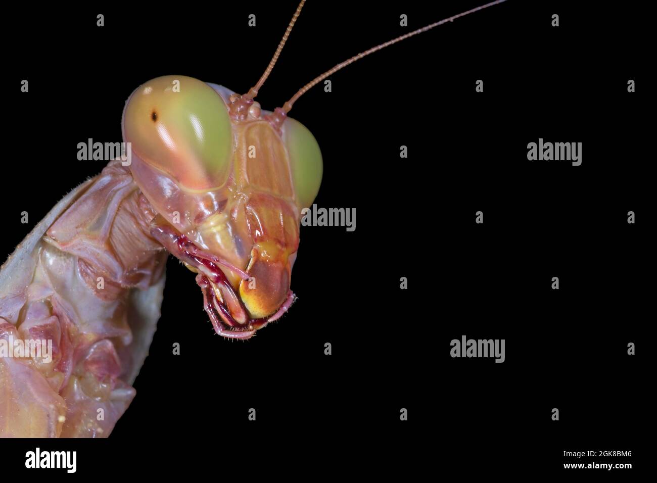 Praying Mantis Anatomy