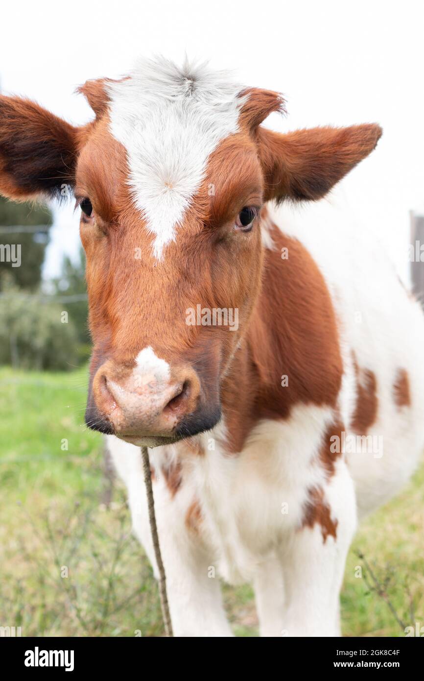 White cow with brown spots vertically looking at the camera Latin farm ...