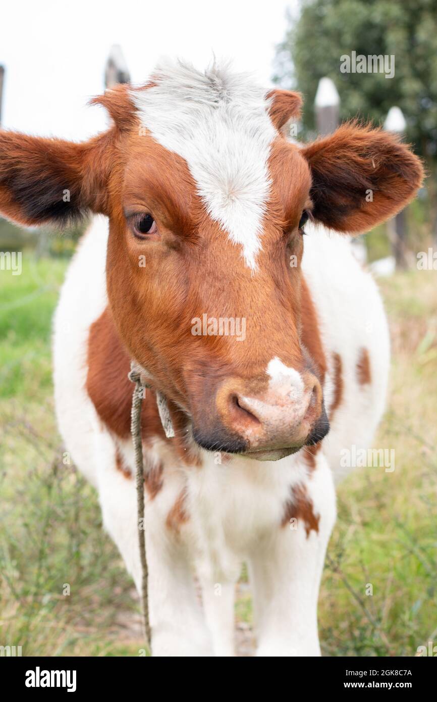 Beautiful white cow in vertical with tender look Stock Photo - Alamy