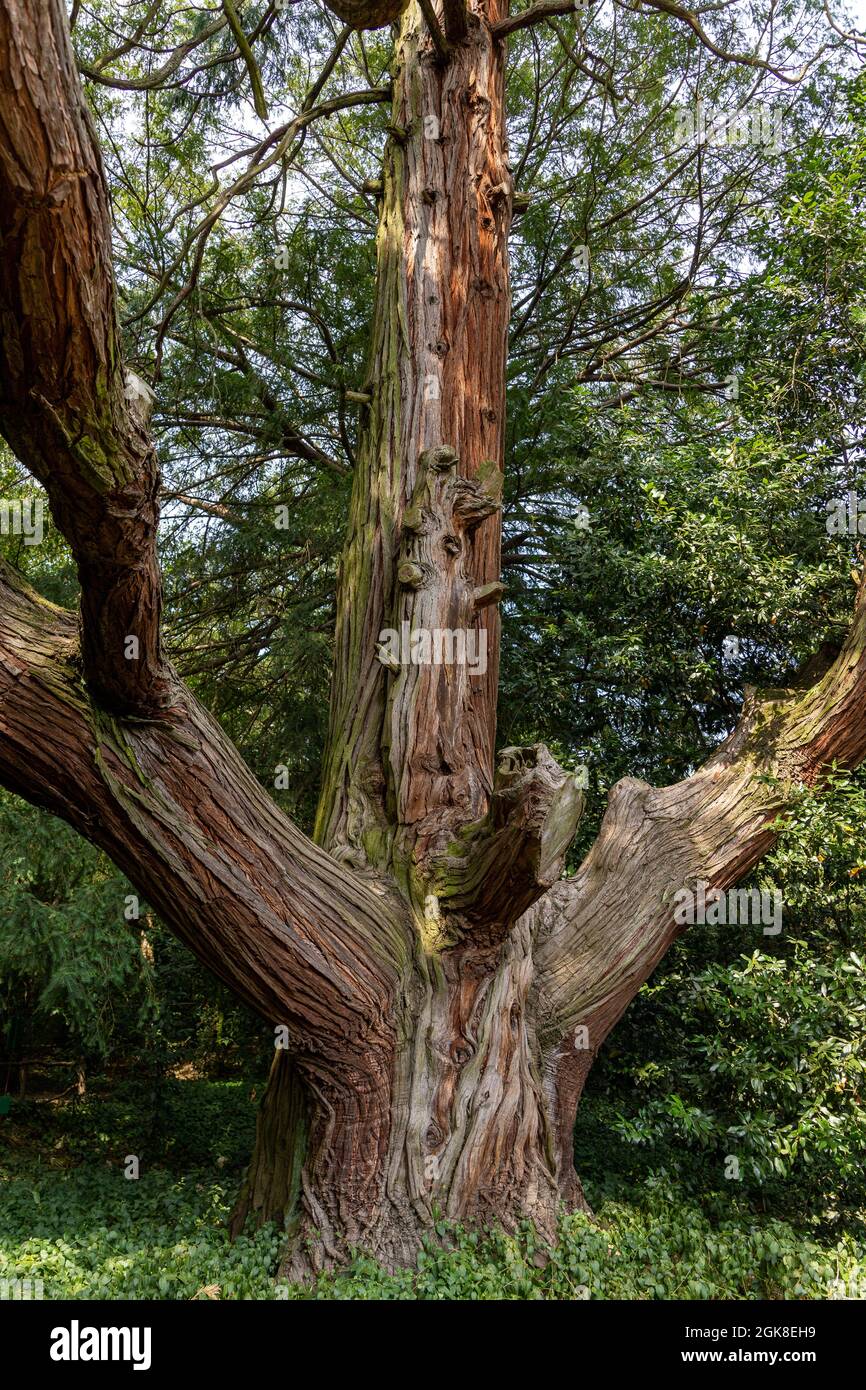 Ancient cedar tree hi-res stock photography and images - Alamy