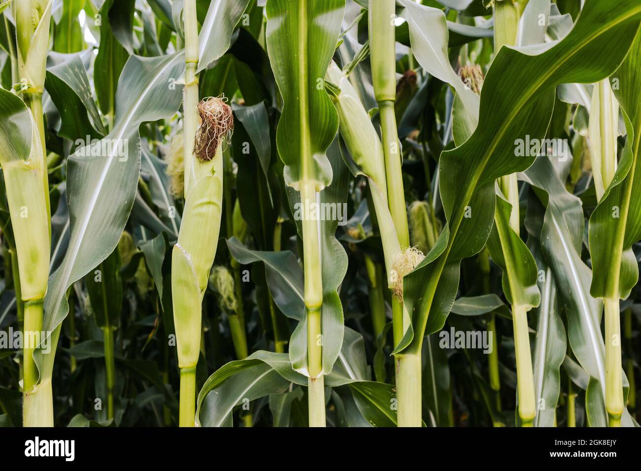 View of green plantations in a field Stock Photo - Alamy