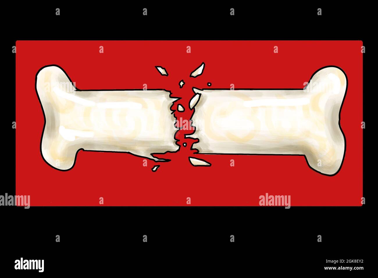 Real Bone Cut In Half