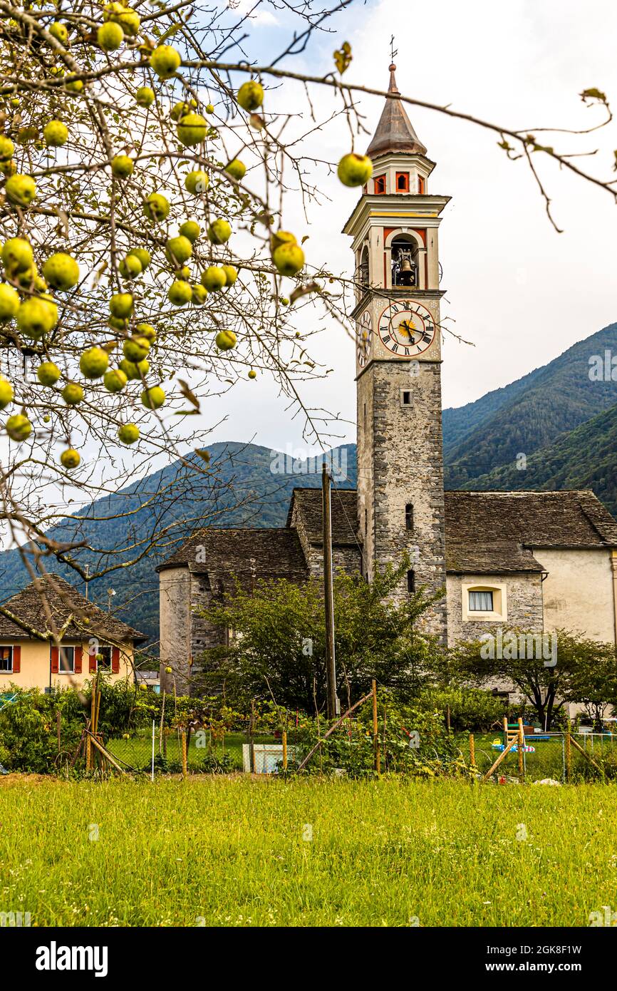 Apple tree in front of the village church Chiesa della Beata Vergine ...