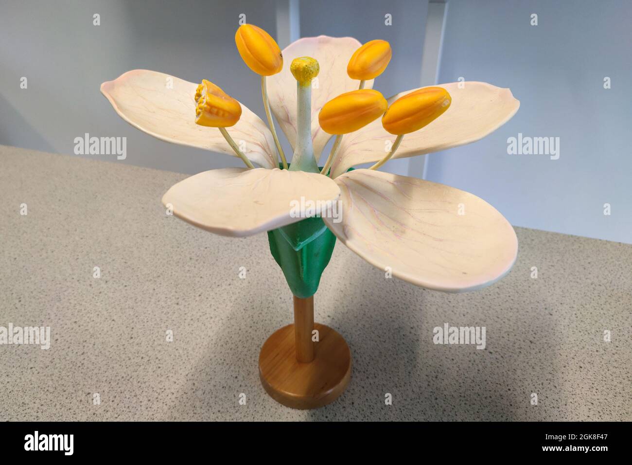 Large plastic model of a flower with flower leaves, pistil and stamens ...