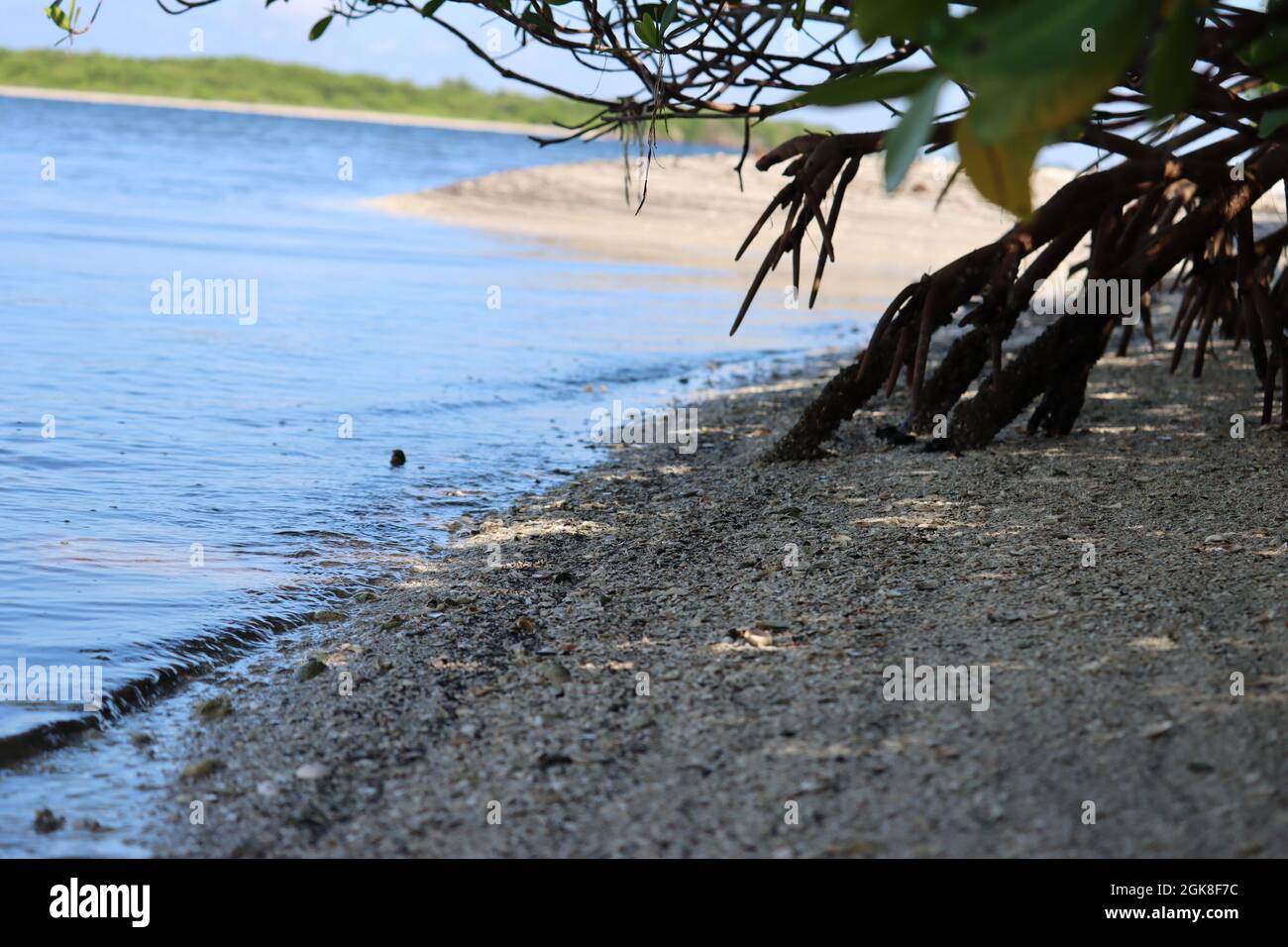 Beautiful sandy shoreline with mangroves Stock Photo - Alamy