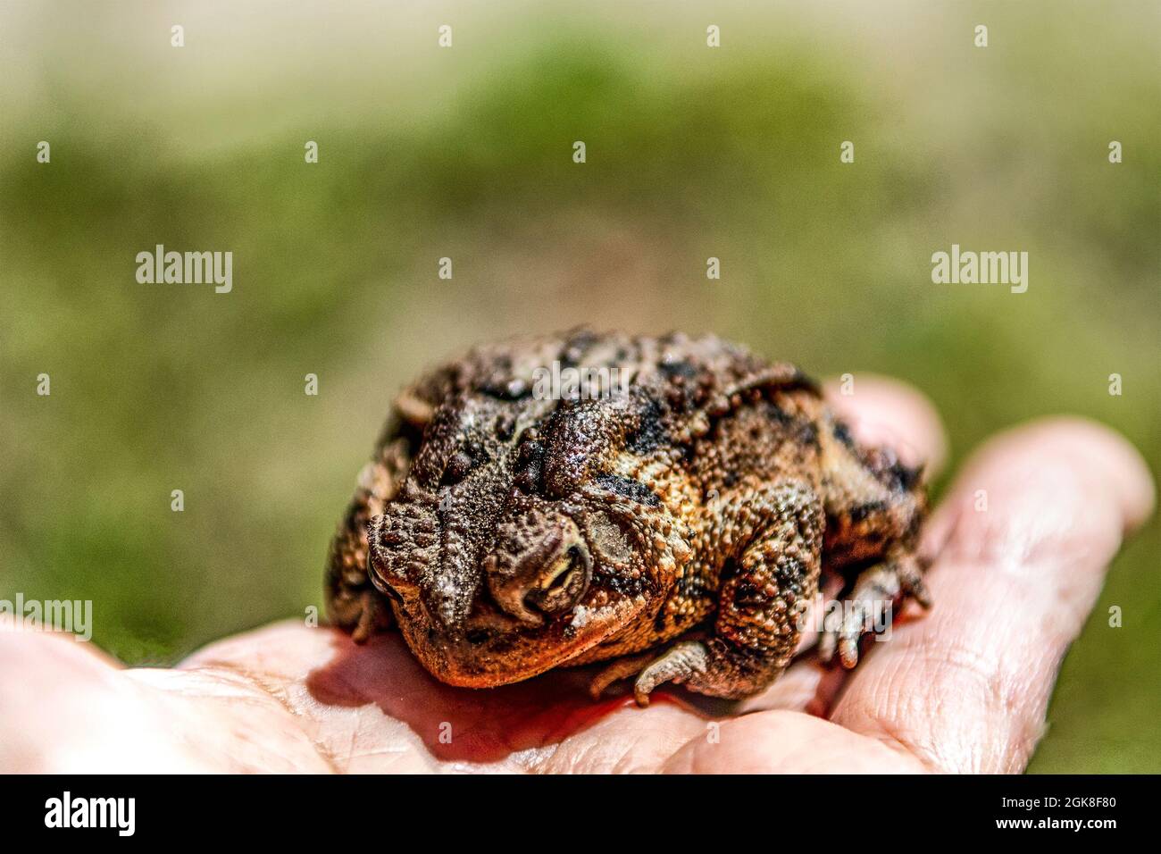 Man holds a beautiful forest toad in his hand in the palm of his hand ...