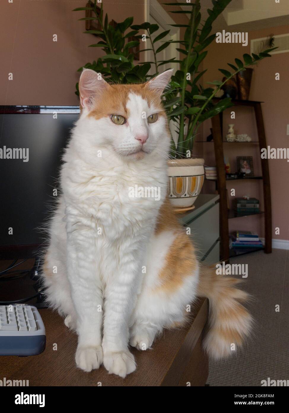 Big cat sits on a computer desk next to a monitor and keyboard Stock ...