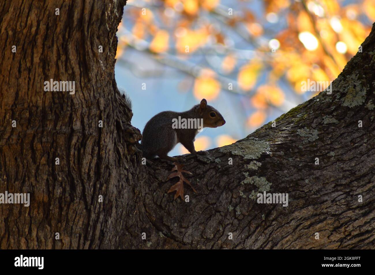 Gray Squirrel in a tree Stock Photo - Alamy